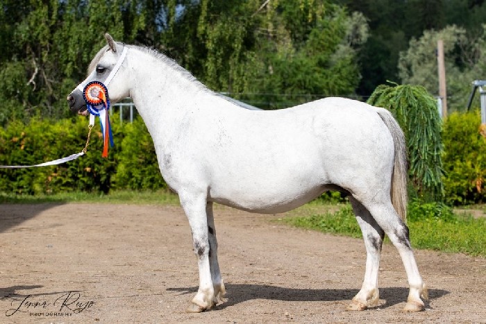 TAMMAT :: Cloudberry Welsh